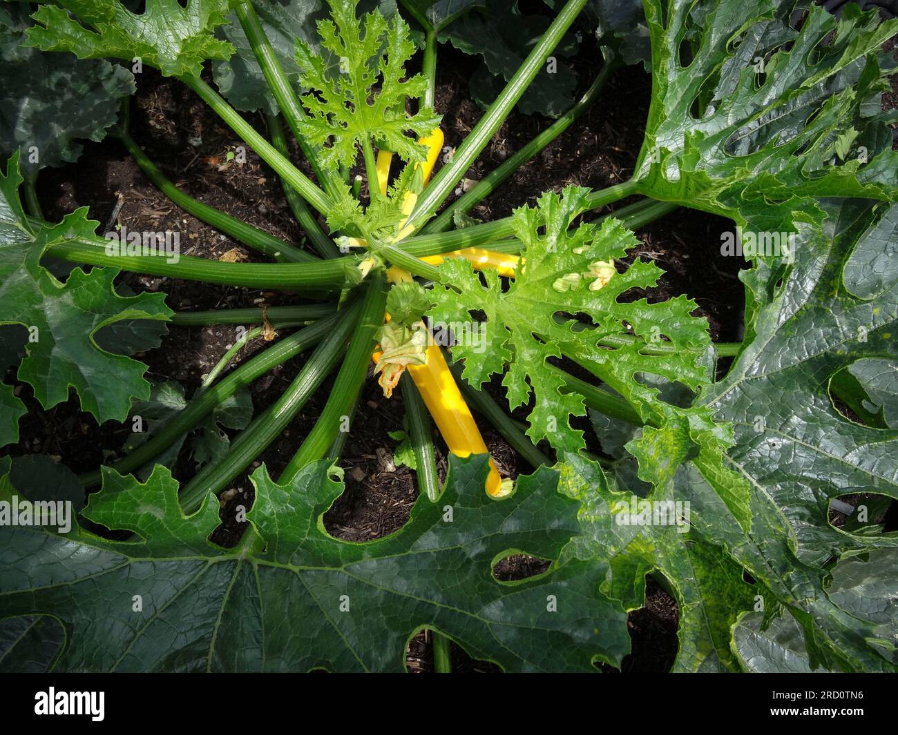 Courgette orelia hi-res stock photography and images - Alamy