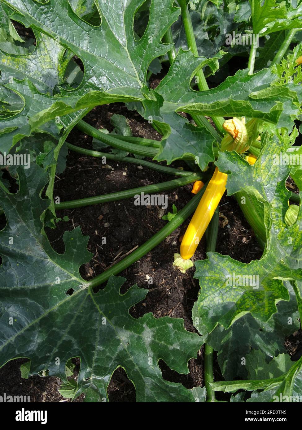 Courgette orelia hi-res stock photography and images - Alamy