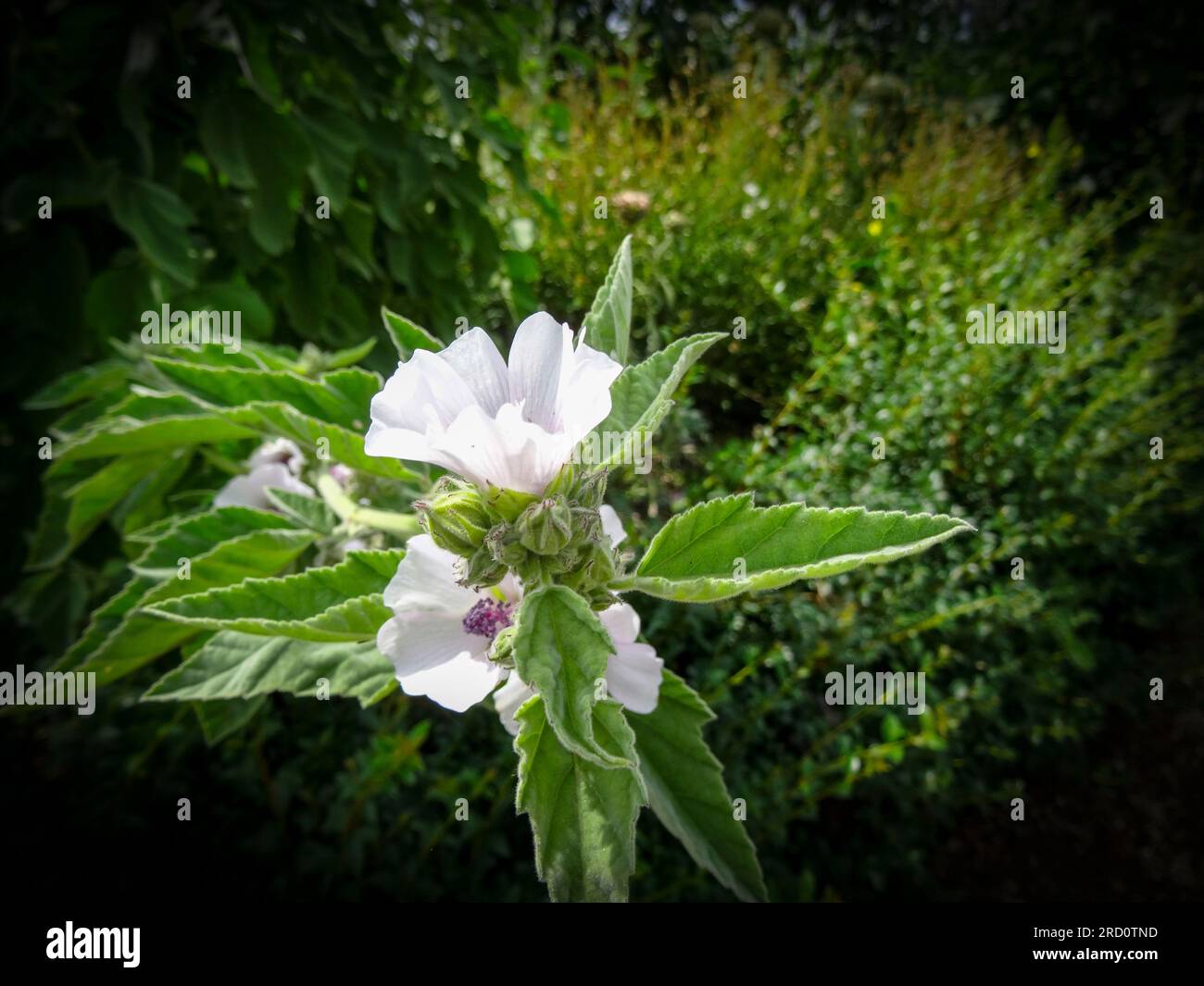 Athea officinalis hi-res stock photography and images - Alamy
