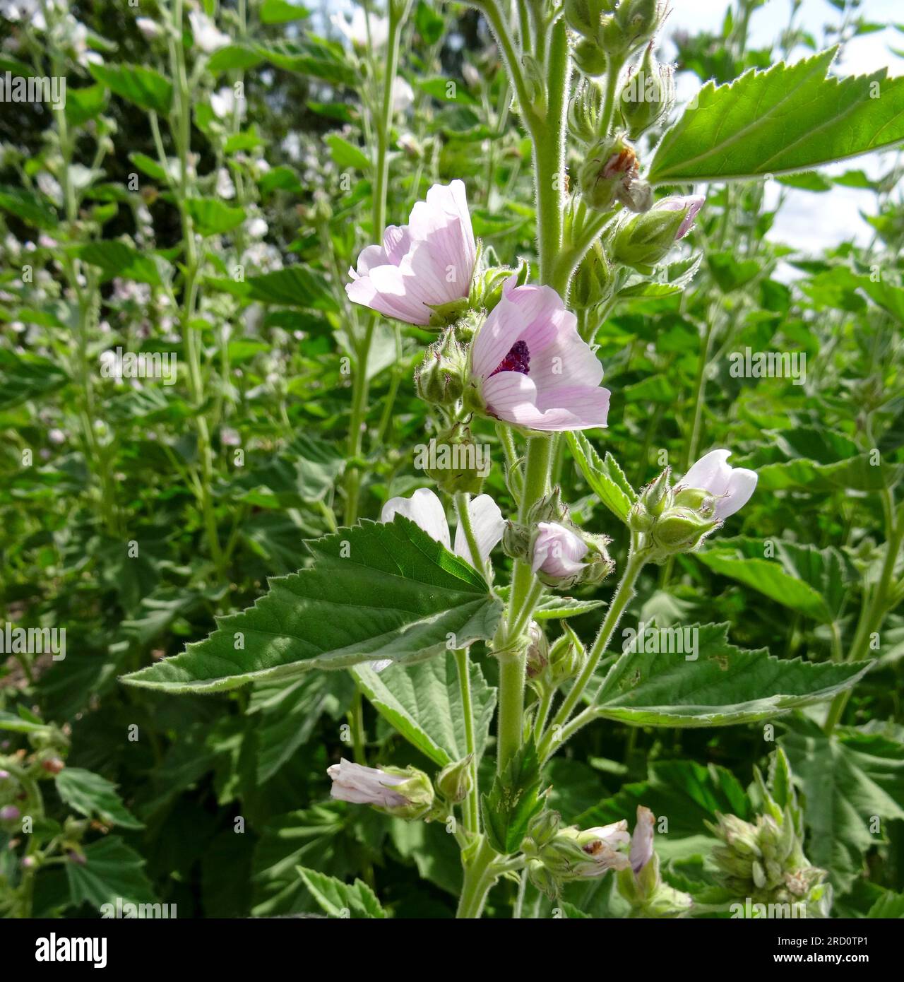fantastic flowers and foliage of the Marsh Mallow, Althaea, in summer sunshine. Natural close up ...