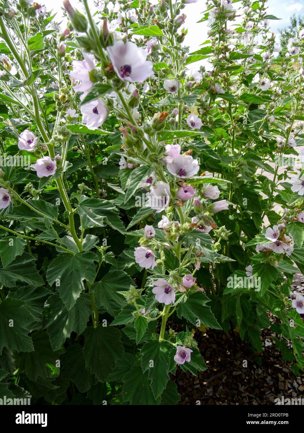 Athea officinalis hi-res stock photography and images - Alamy