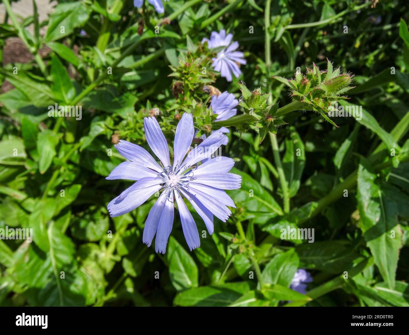 Chicory chiavari flower hi-res stock photography and images - Alamy