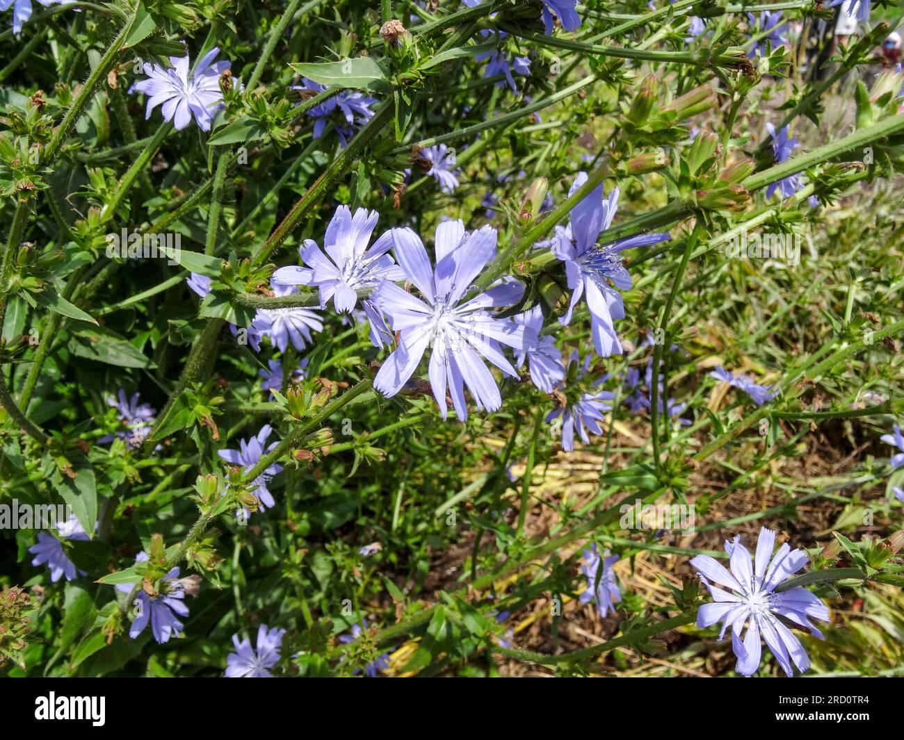 Chicory chiavari flower hi-res stock photography and images - Alamy