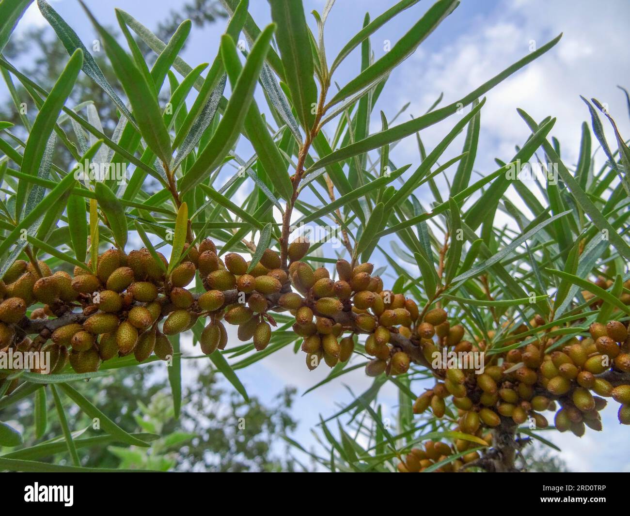 Natural close up versatile plant portrait of Hippophae Rhamnoides, Sea ...