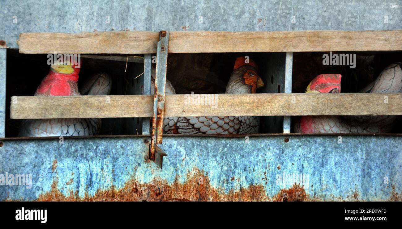 Old fashioned rustic chicken coup has three hens pretending to lay eggs ...