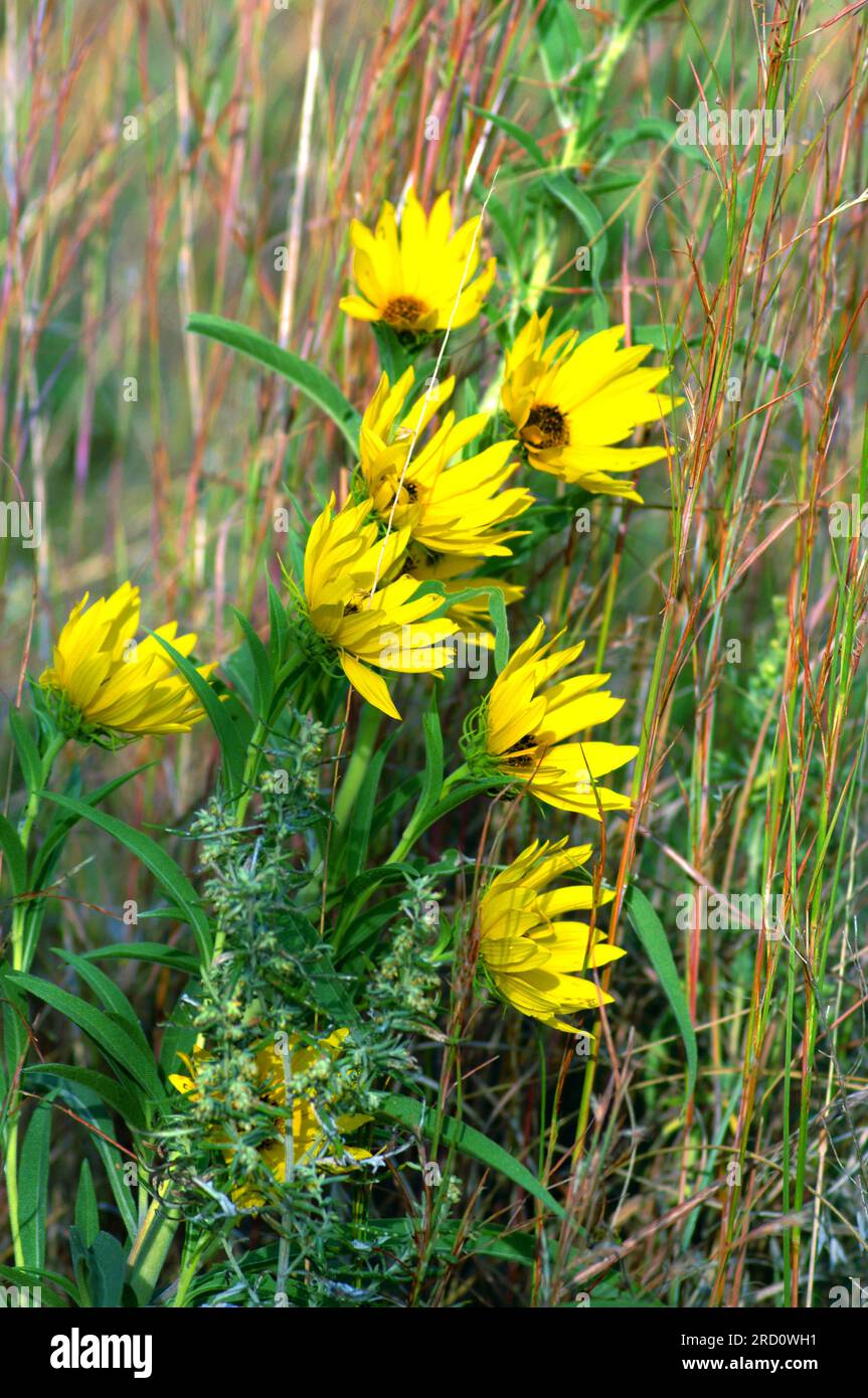 Cluster of Kansas wild sunflowers bloom in a field of tall grass stalks ...