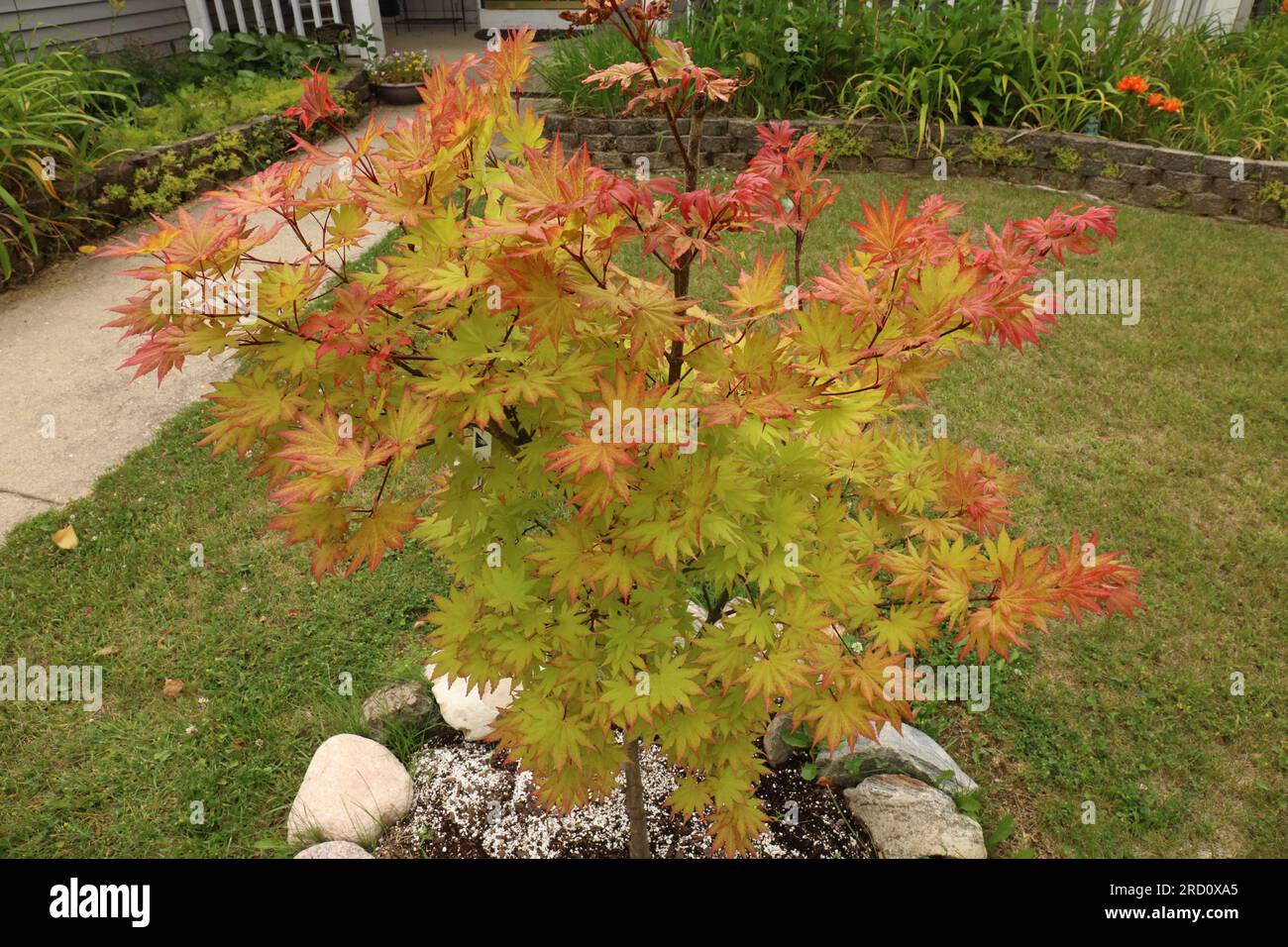 A small Autumn Moon Japanese Maple tree in a landscaped front yard with ...