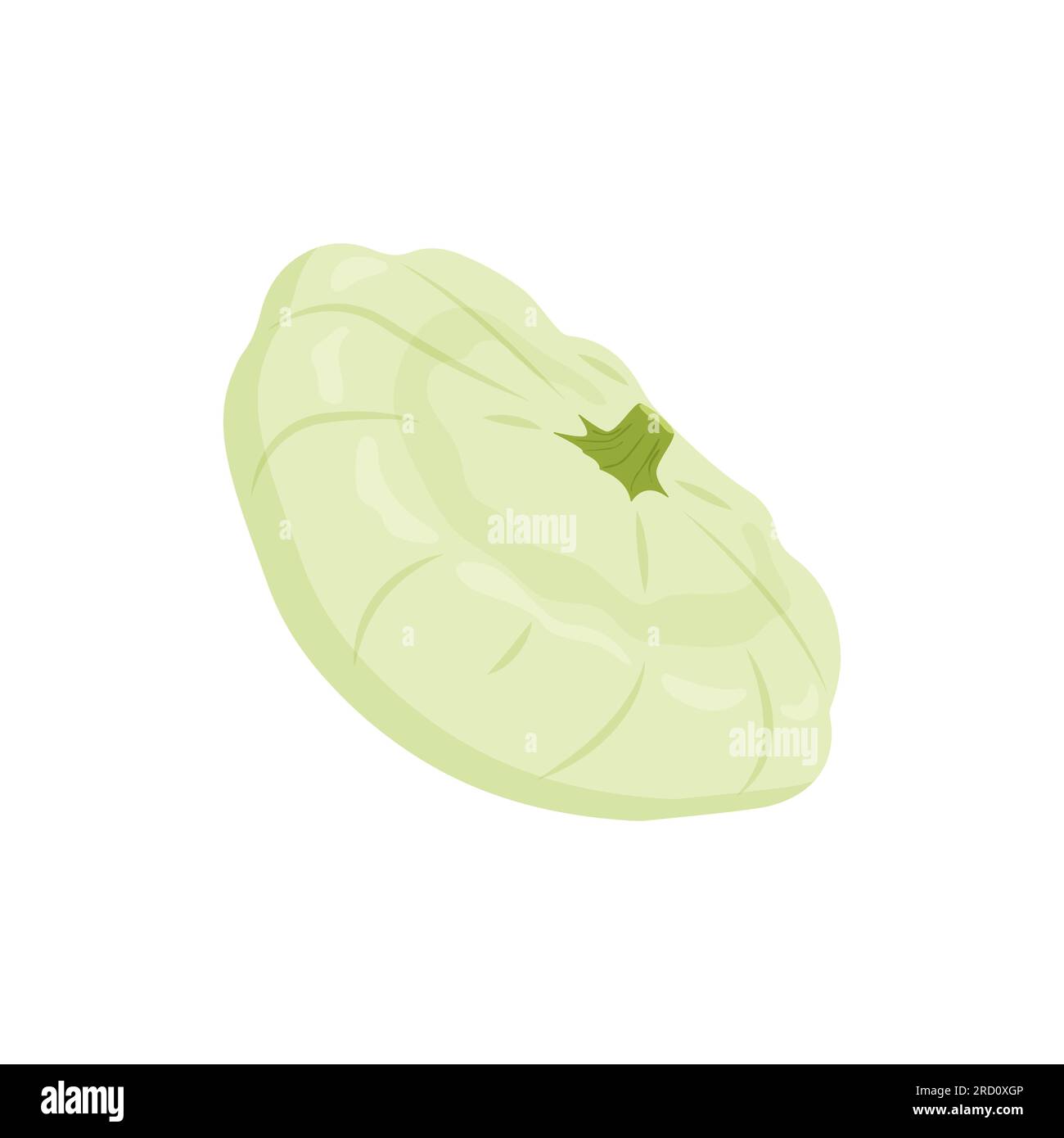 Zucchini autumn vegetable, Harvest squash on a white background. Vector ...