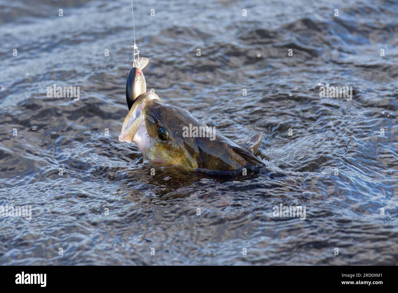 Hooked European perch fighting in a lake caught with a wobbler lure by ...