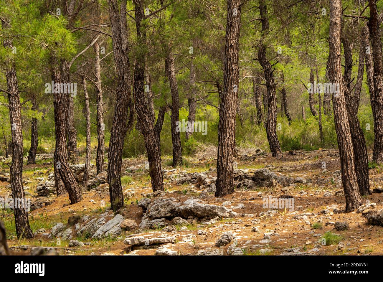Trees in the forest and bark trees in Turkey Stock Photo - Alamy