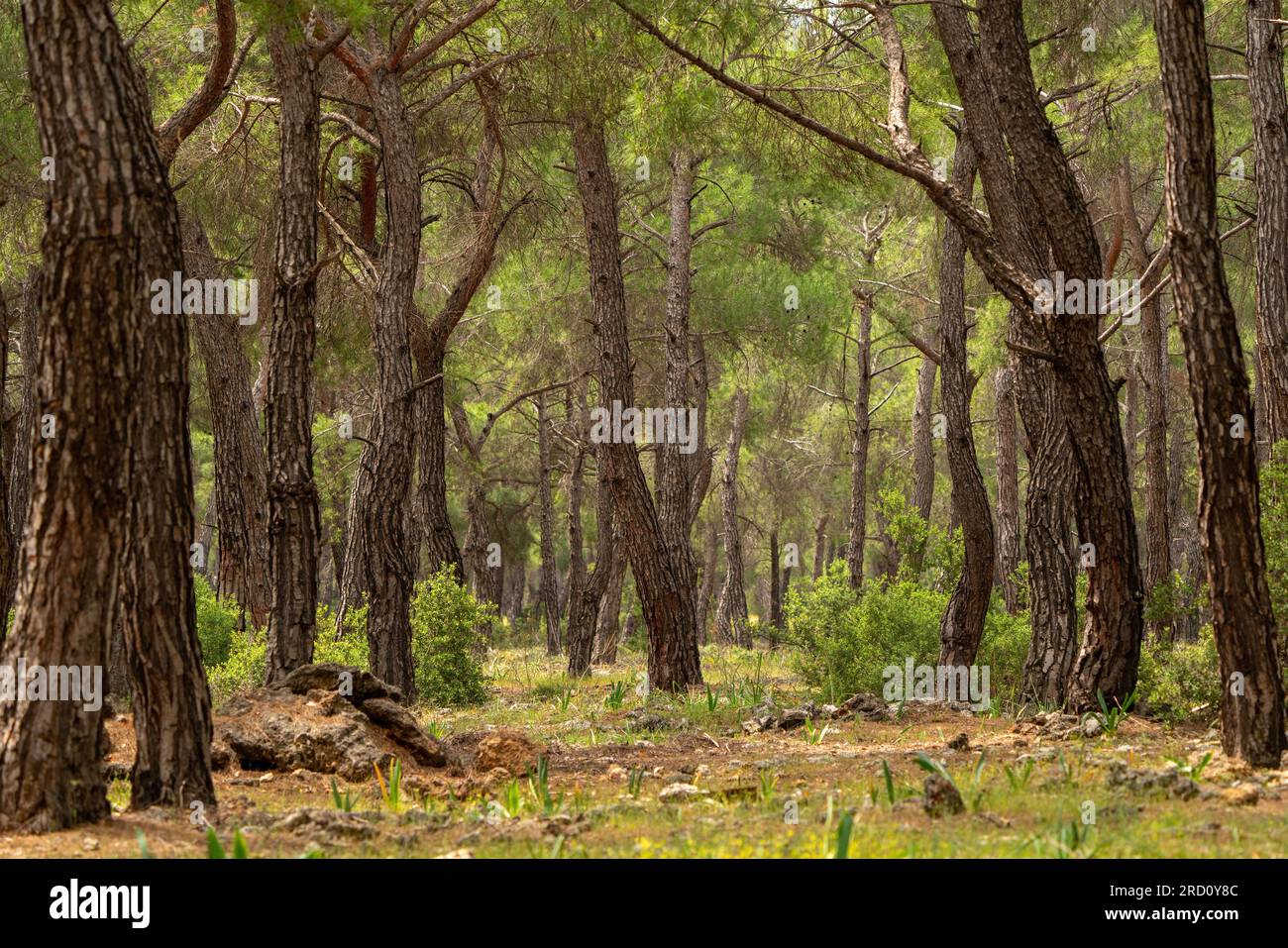 Trees in the forest and bark trees in Turkey Stock Photo - Alamy