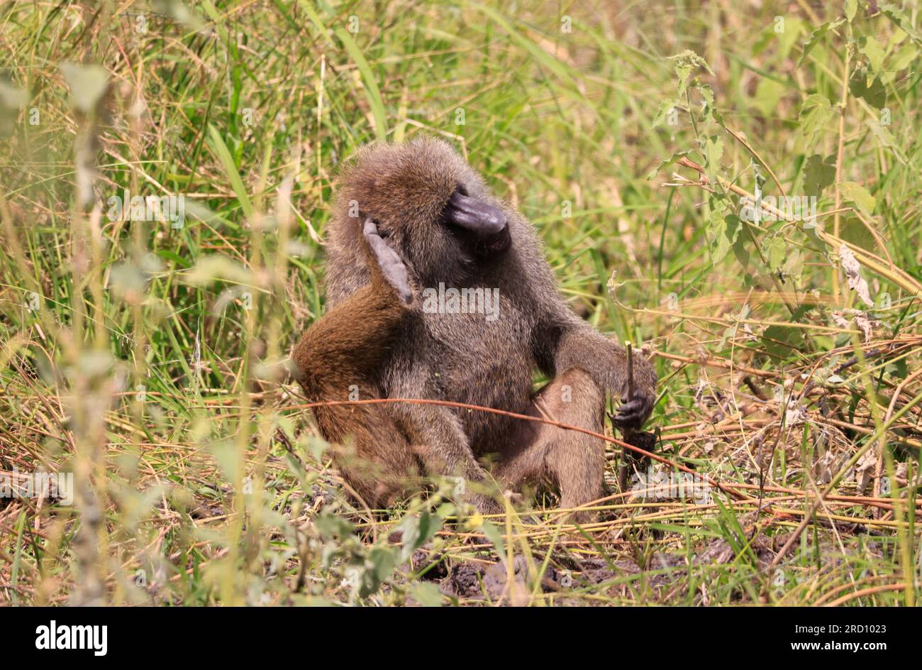 Olive baboons troop hi-res stock photography and images - Alamy