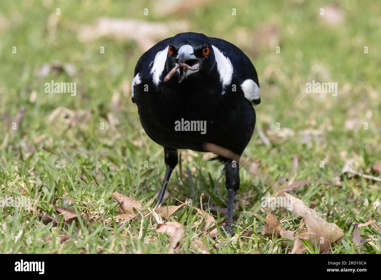 Australian Magpie catching a worm Stock Photo - Alamy