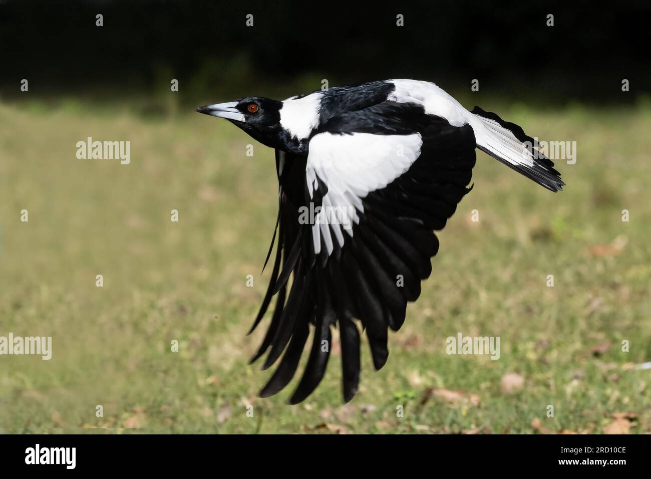 Australian magpie flying hi-res stock photography and images - Alamy