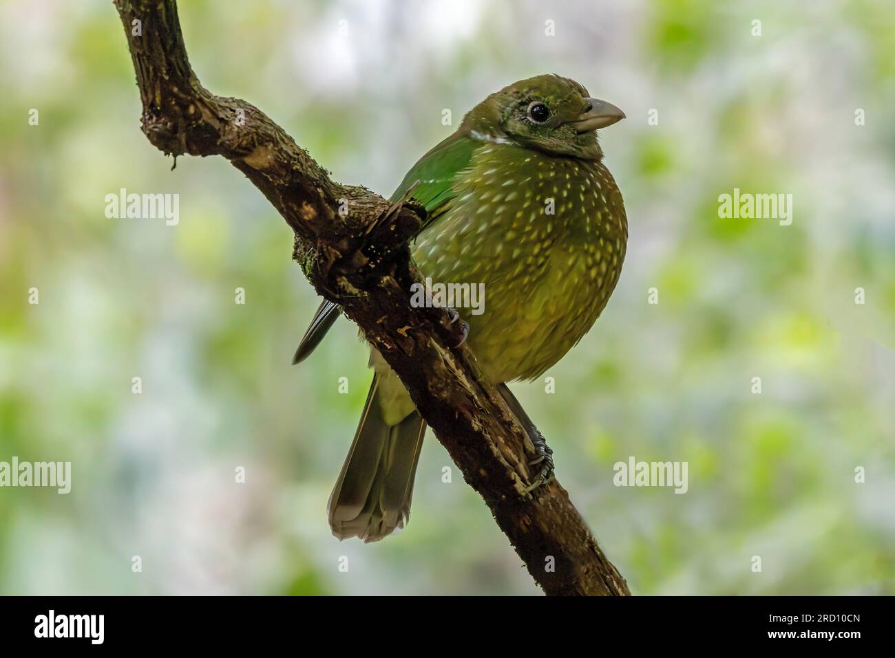 Green catbird hi-res stock photography and images - Alamy