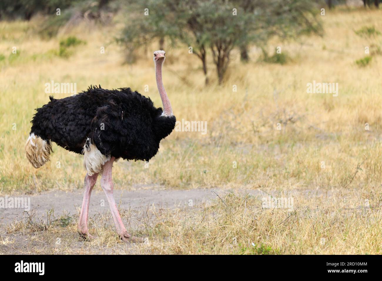 African Ostriach or Maasai Ostrich in Tarangire Nationalpark, Tanzanaia ...