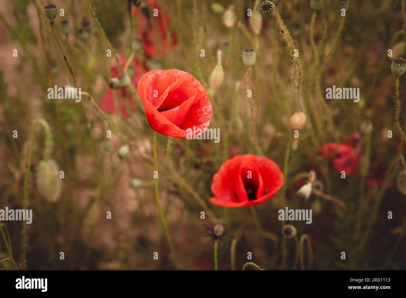 Picture of red poppies standing in a grass field in summer. Papaver ...