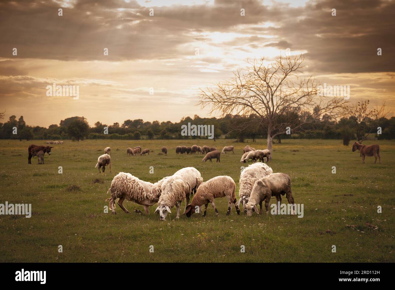 Picture of sheeps, white sheeps, standing in a pasture. Sheep are ...