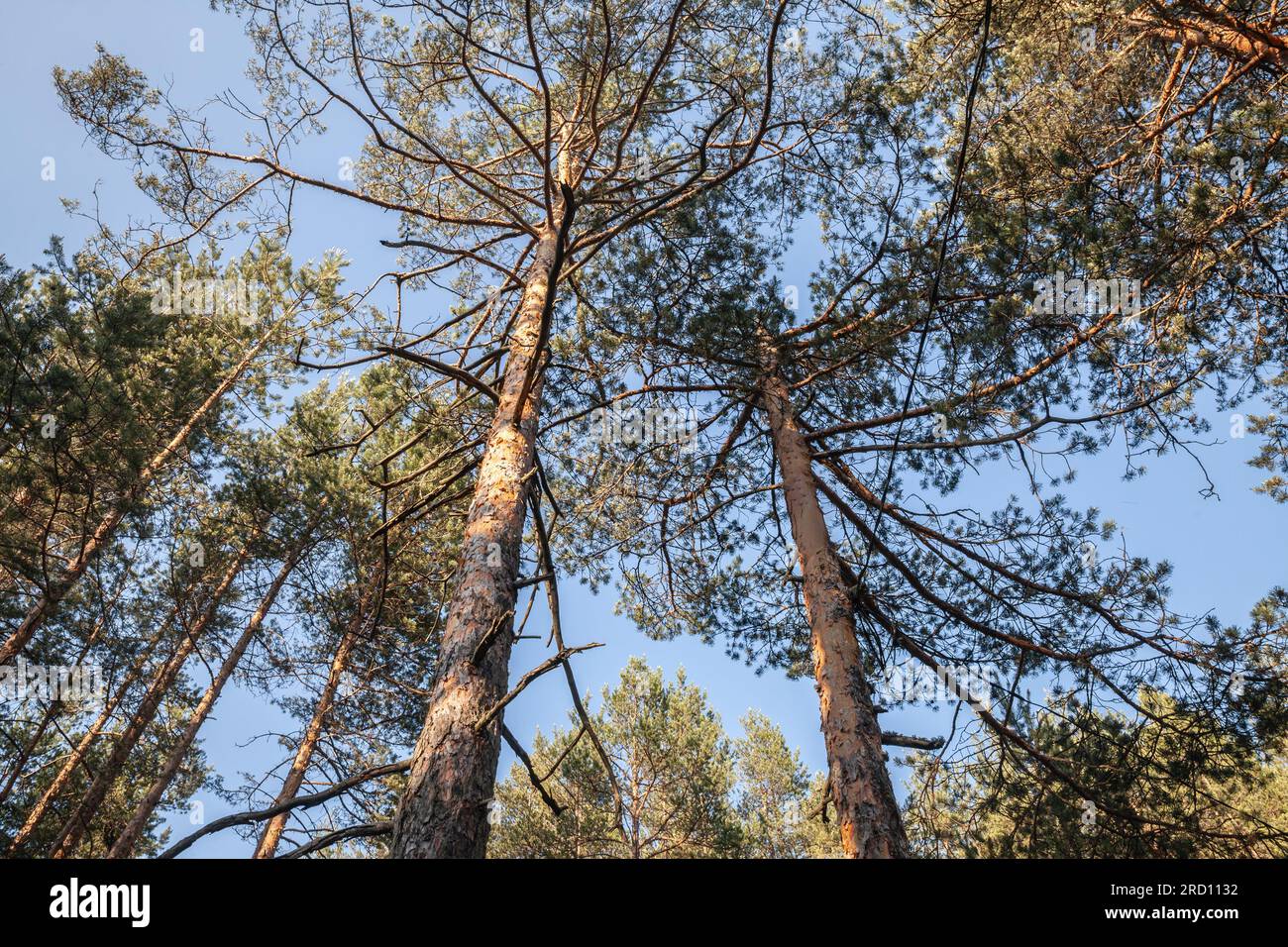 Picture of a typical pine forest in the Balkans, in a deep wood, in a ...