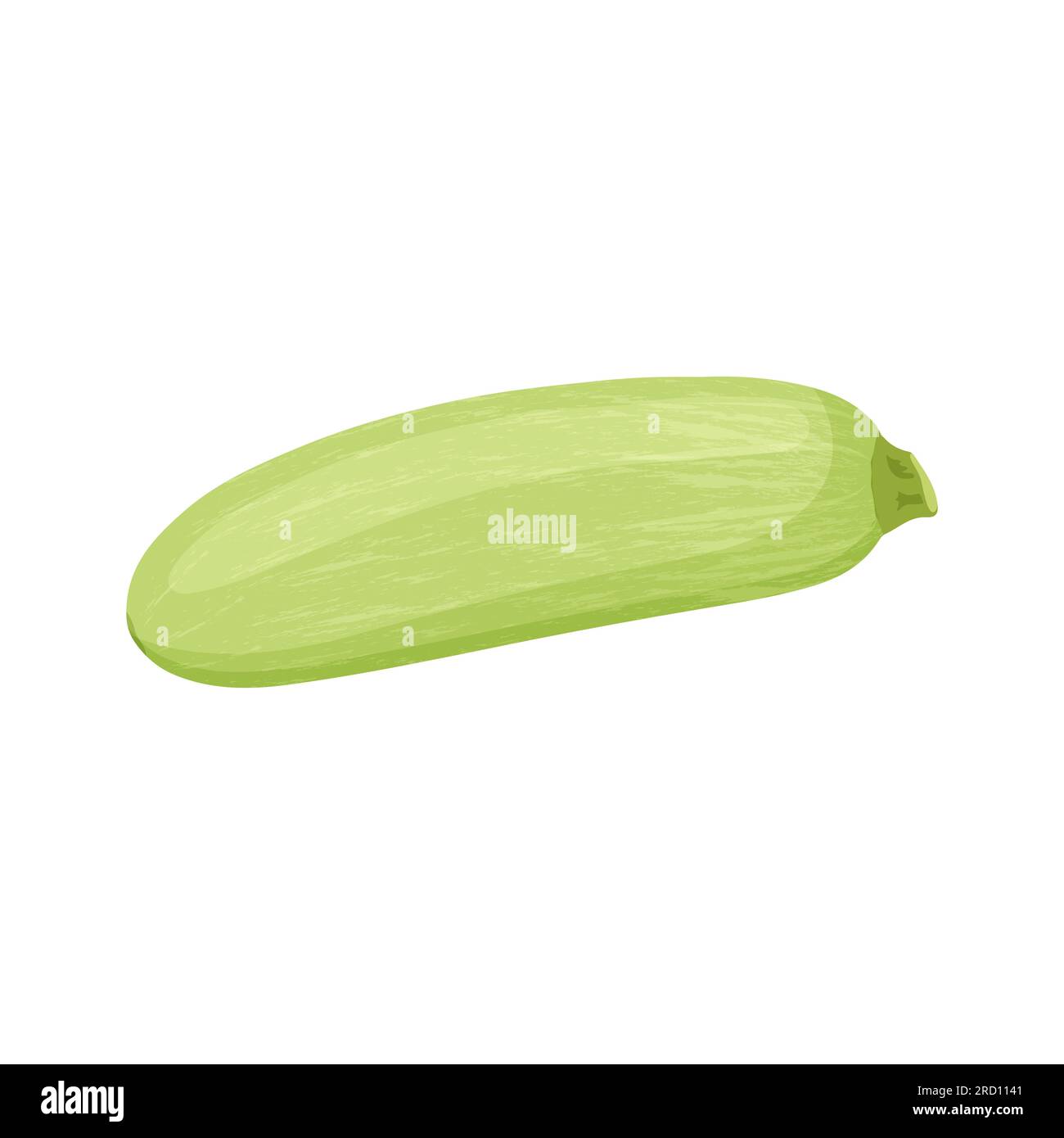 Zucchini autumn vegetable, Harvest squash on a white background. Vector ...