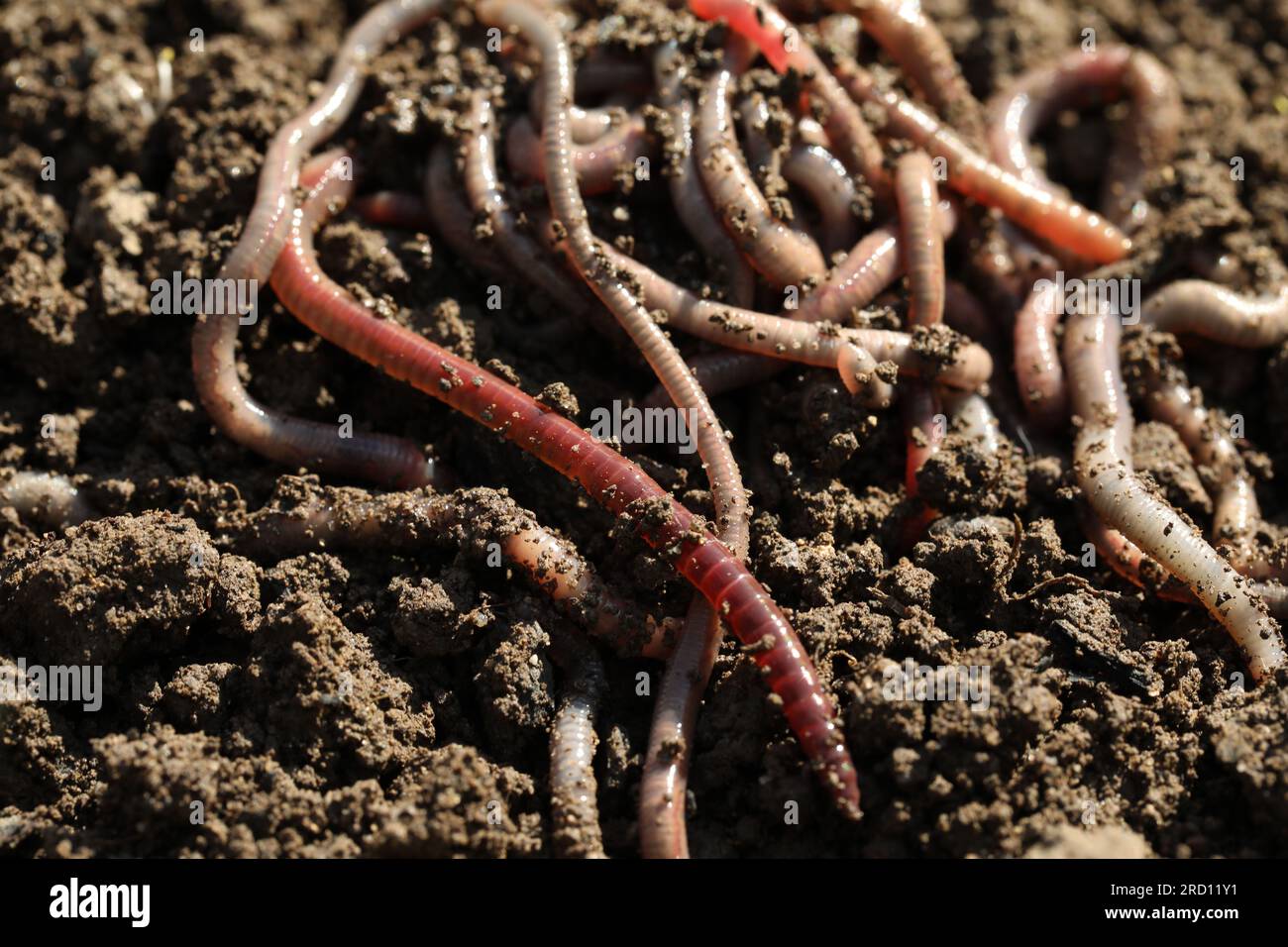 Many worms on wet soil on sunny day, closeup Stock Photo - Alamy