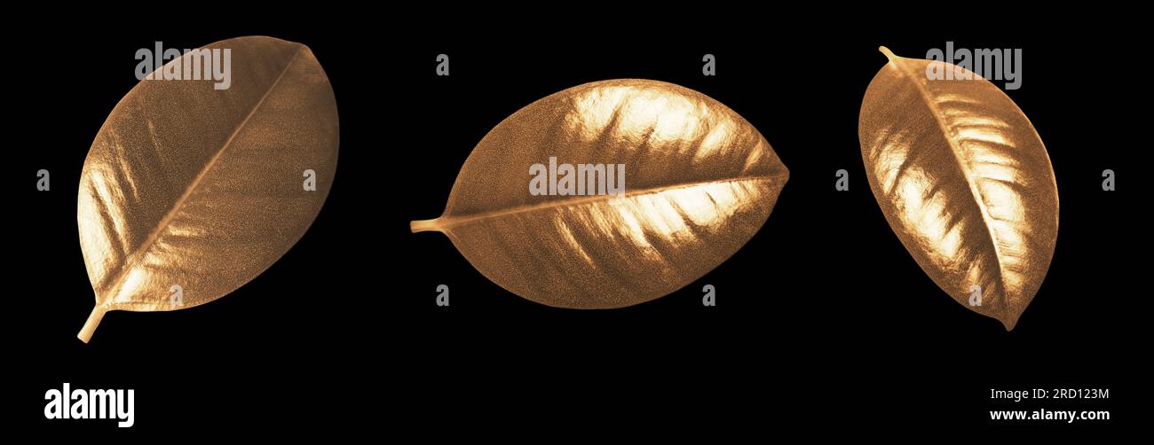 Collage with beautiful gold painted leaves of Ficus Elastica plant on ...