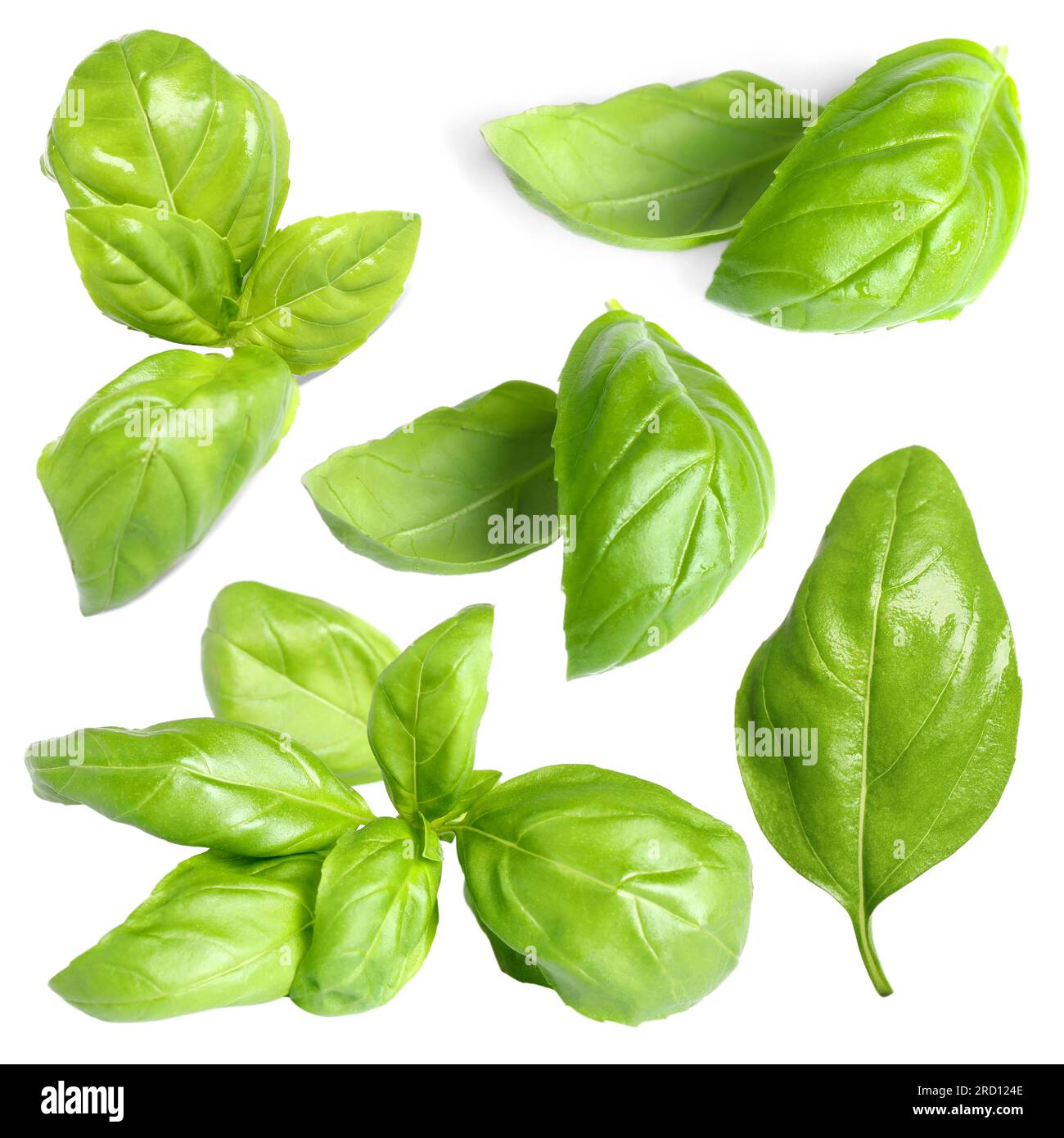 Healthy herb. Collage with fresh basil leaves on white background Stock ...