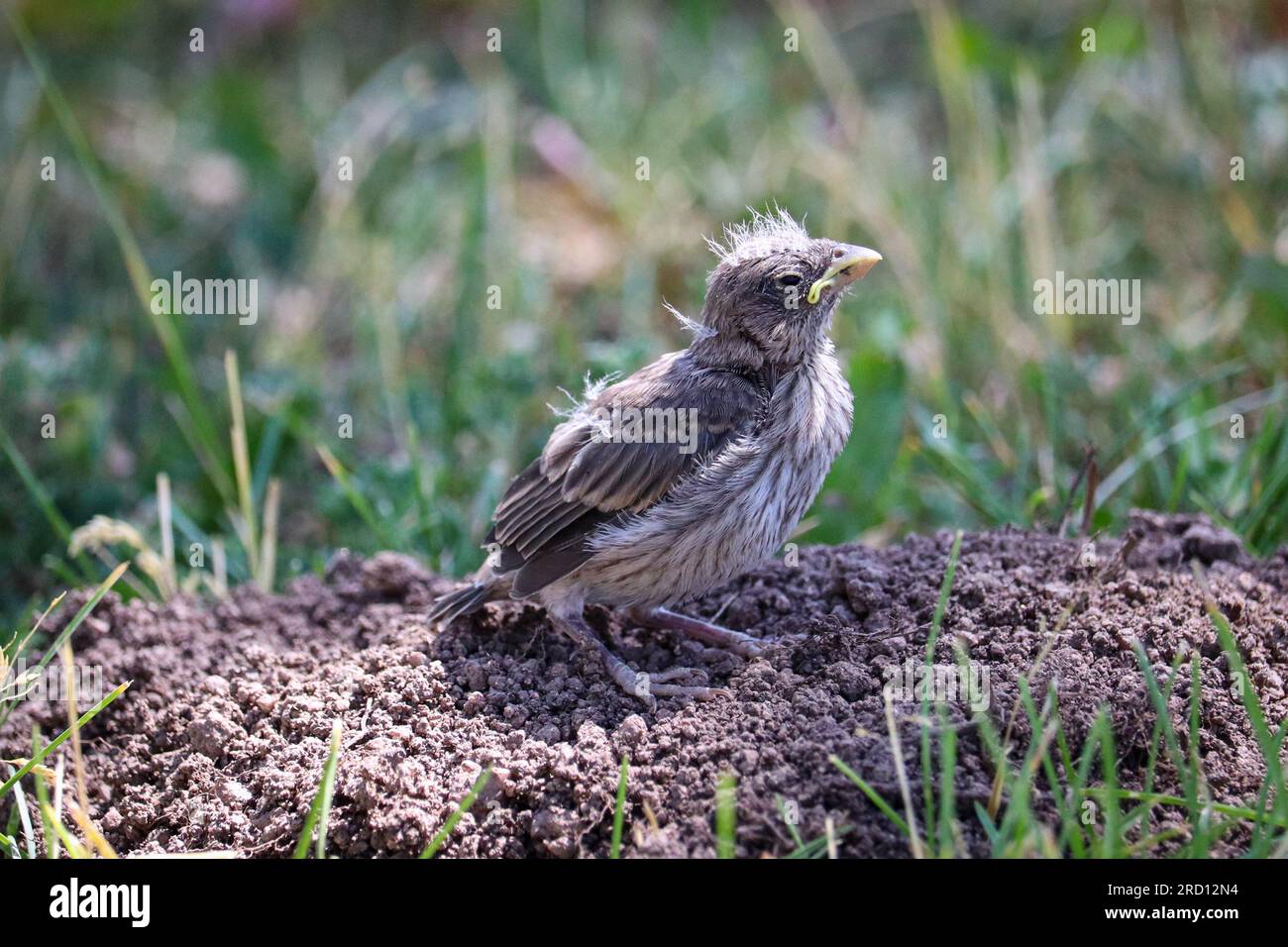 Baby house finch or Carpodacus mexicanus standing on the ground at ...