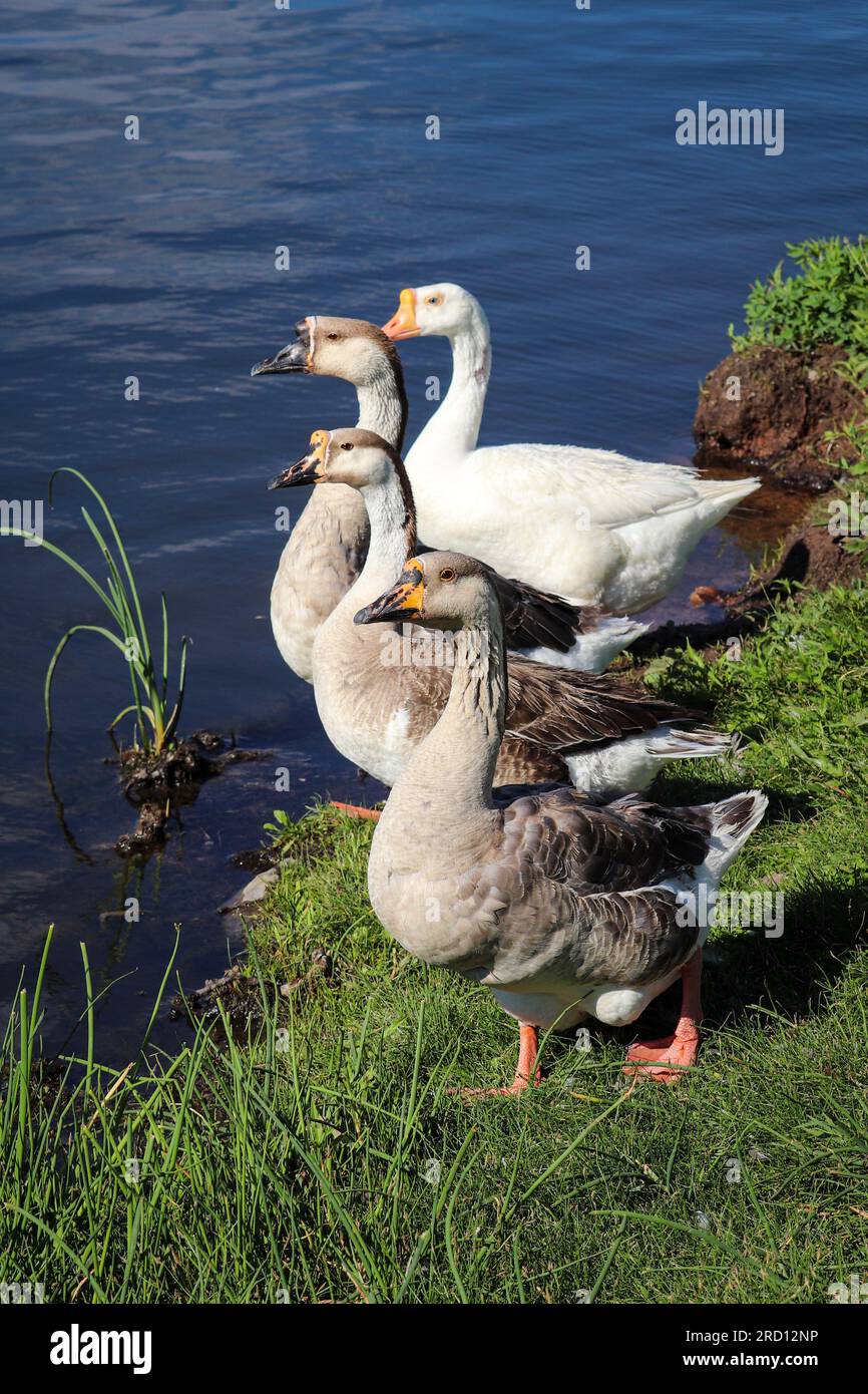 Group of greater white-fronted geese or Anser albifrons on the bank on ...