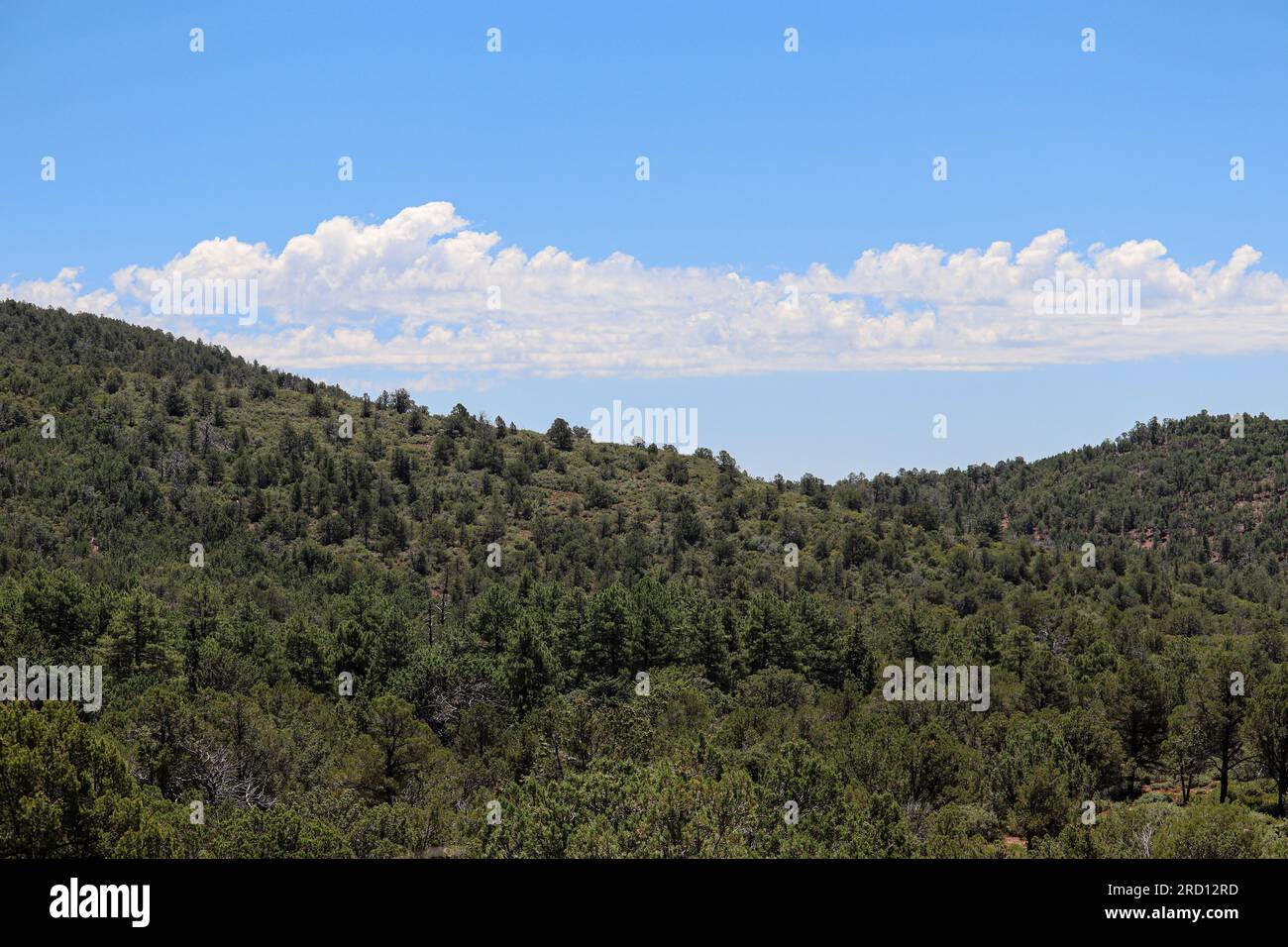View of the forest from the Pine loop trail in Pine, Arizona Stock ...
