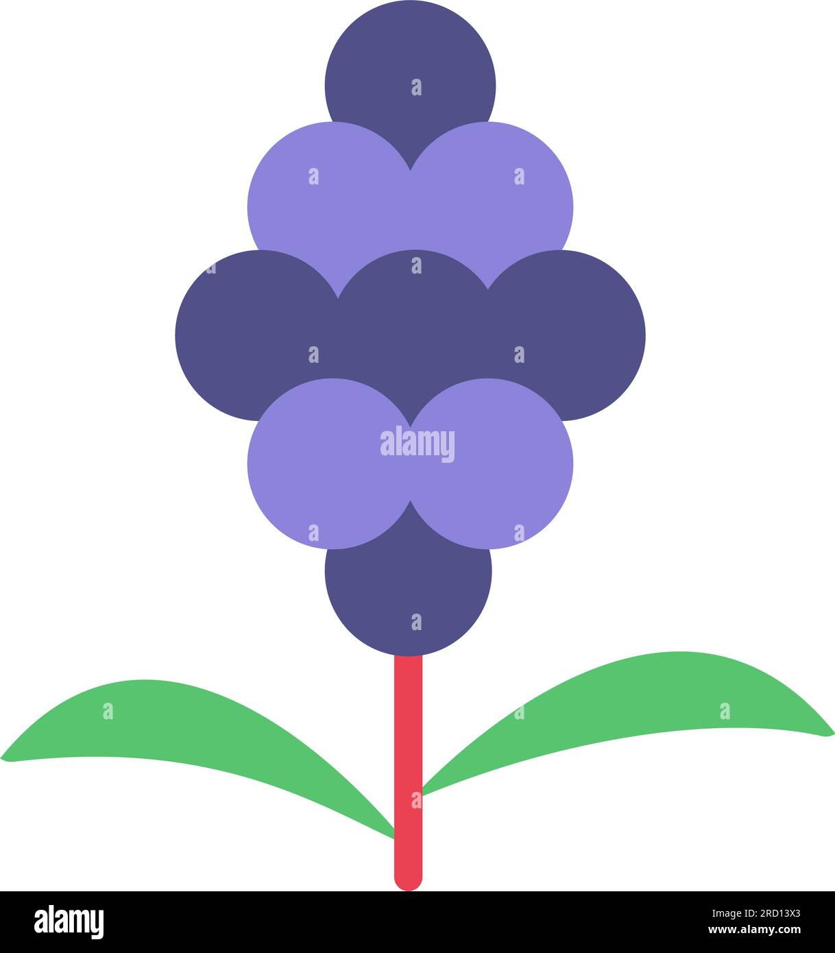 Illustration of hyacinth Stock Vector Images - Alamy
