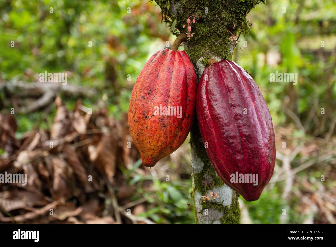Cocoa chocolate fruit harvest. Two red cocoa pods hang on the tree ...
