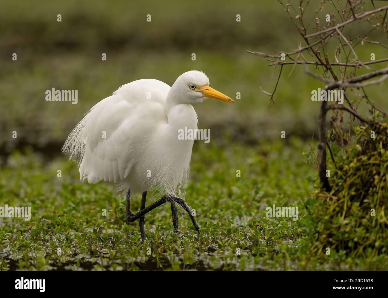 Intermediate Egret (Ardea intermedia) looking for food in the wetlands ...