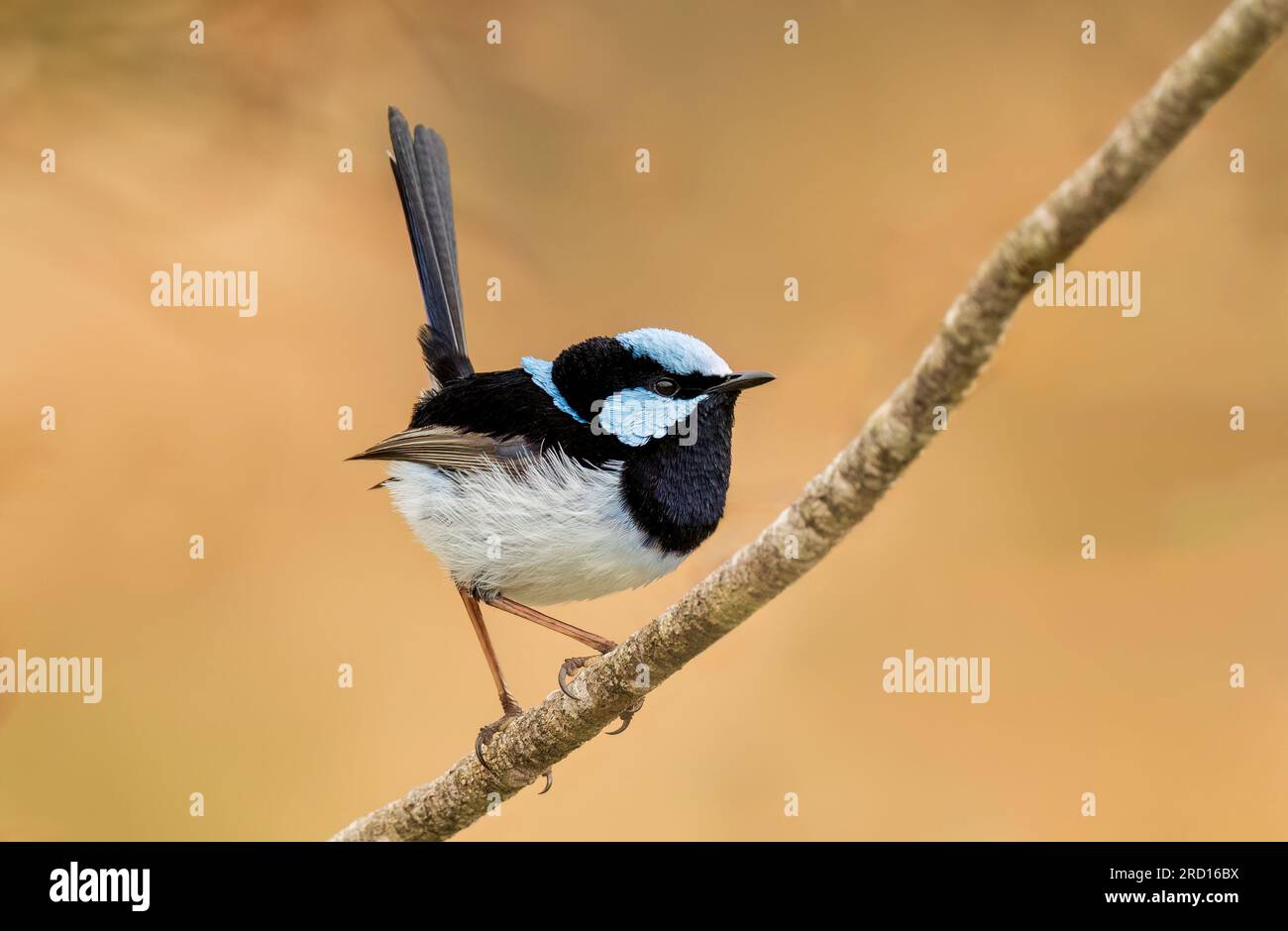 Queensland male superb fairy wren malurus cyaneus hi-res stock ...