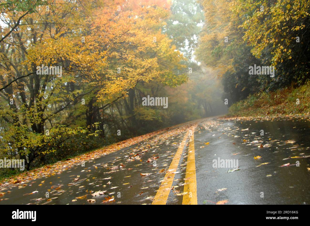 Low angle shot on the Blue Ridge Parkway in North Carolina. Fall leaves ...