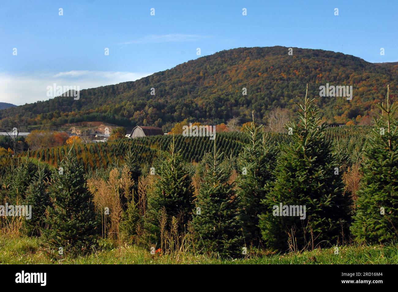 Rows of Christmas trees hug hillside of rural Virginia. Tree farm ...