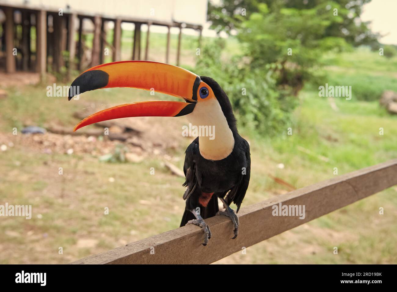 image of toco bird outside. toco bird outdoor. toco bird in wildlife ...