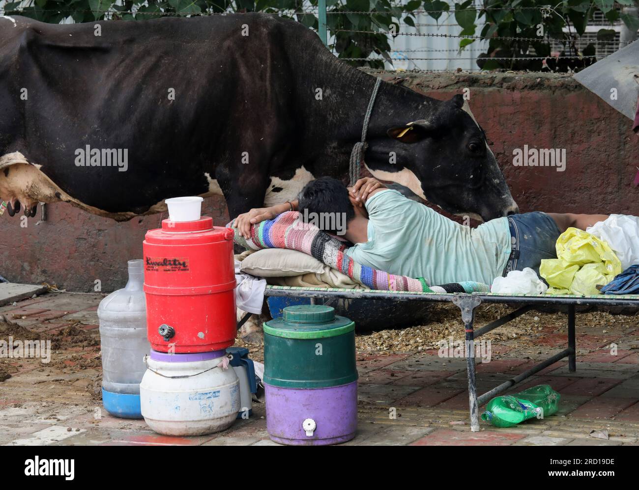 A man takes a rest next to a cow as floodwater of the swollen Yamuna ...