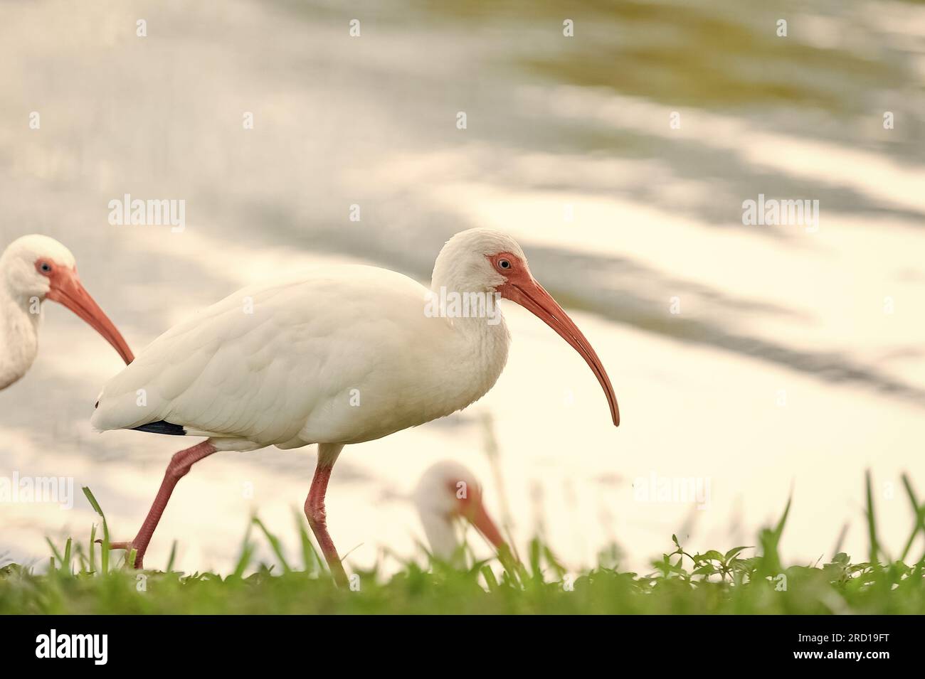 ibis bird at river in wildlife. ibis bird in nature. photo of ibis bird ...