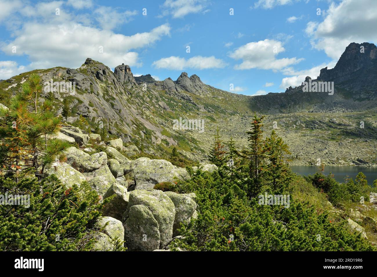 Siberian cedars hi-res stock photography and images - Alamy