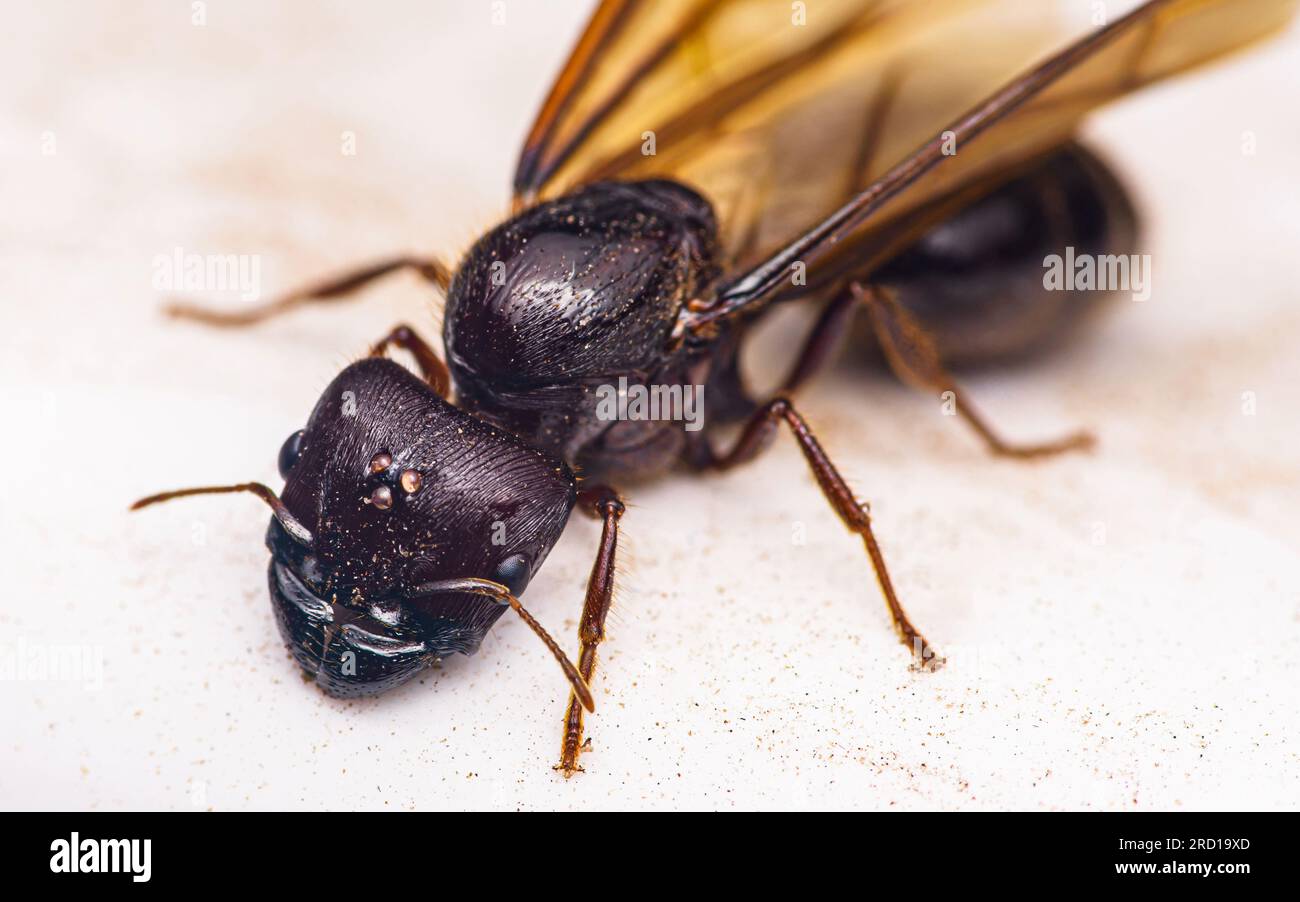 Extreme photo of face a black queen ant, Texture on face of insect on ...