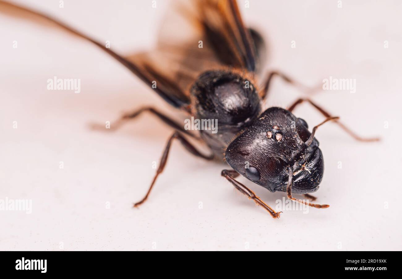 Extreme photo of face a black queen ant, Texture on face of insect on ...
