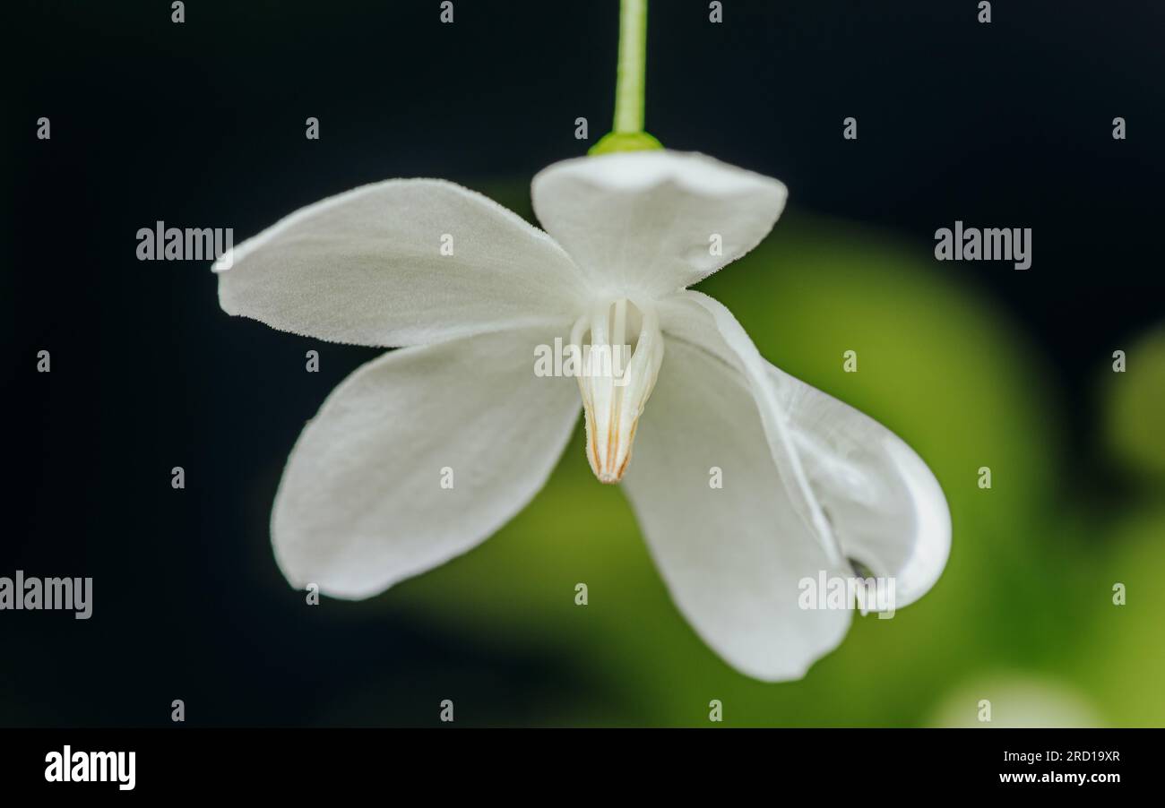 Moke wrightia religiosa white flower hi-res stock photography and ...