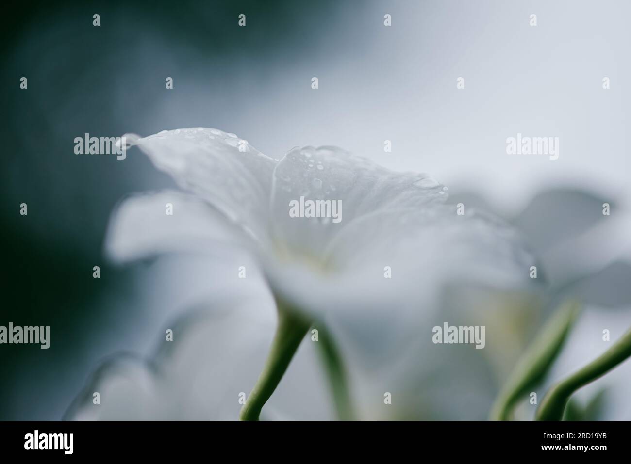 Extreme shot photo of blossom white flower with water drops in rainy ...