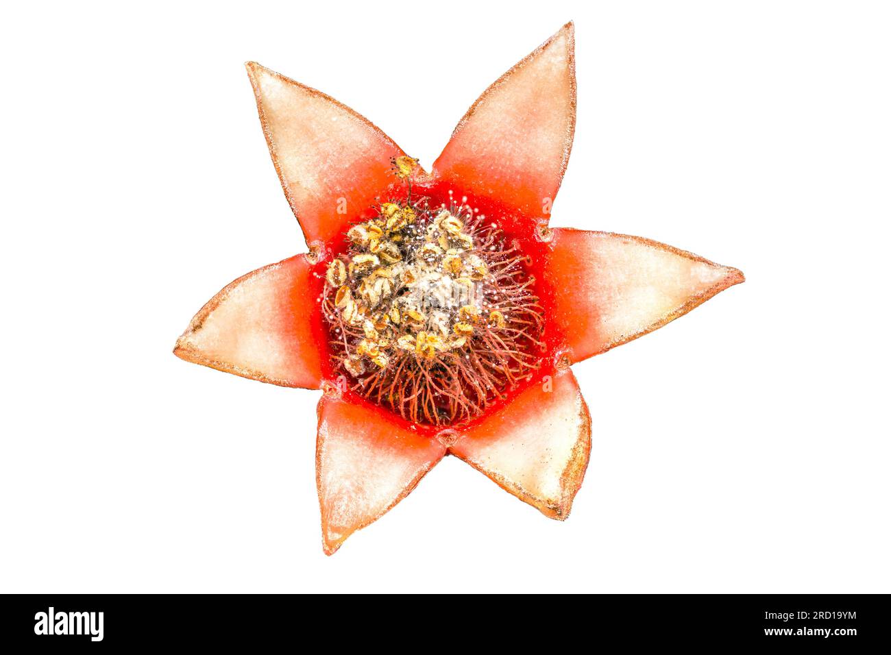 Fungal bloom Cut Out Stock Images & Pictures - Alamy