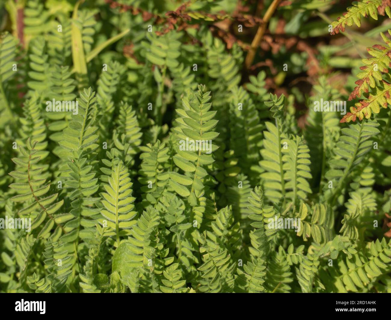 astragalus plants growing in spring outdoor with sunlight in a meadow ...
