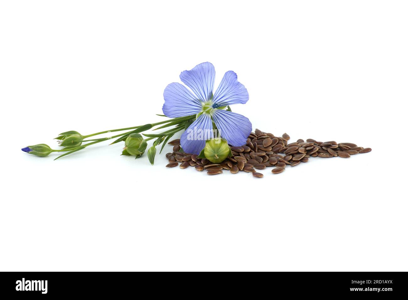 Vibrant blue common flax flower and seeds in close up isolated on white ...