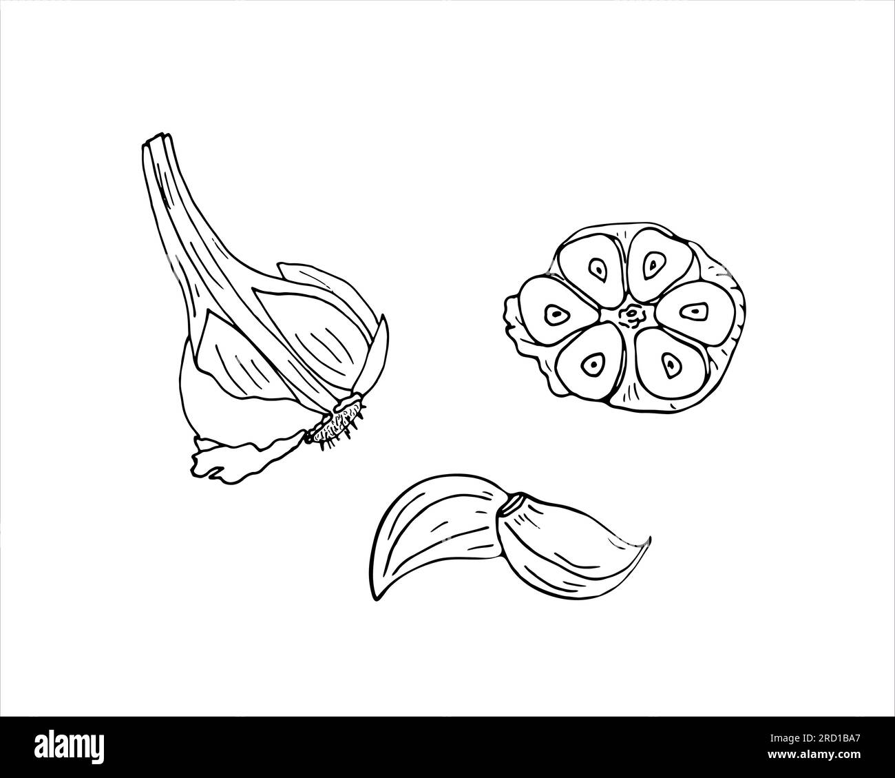 Hand drawn garlic set. Garlic line drawing vector on white background ...