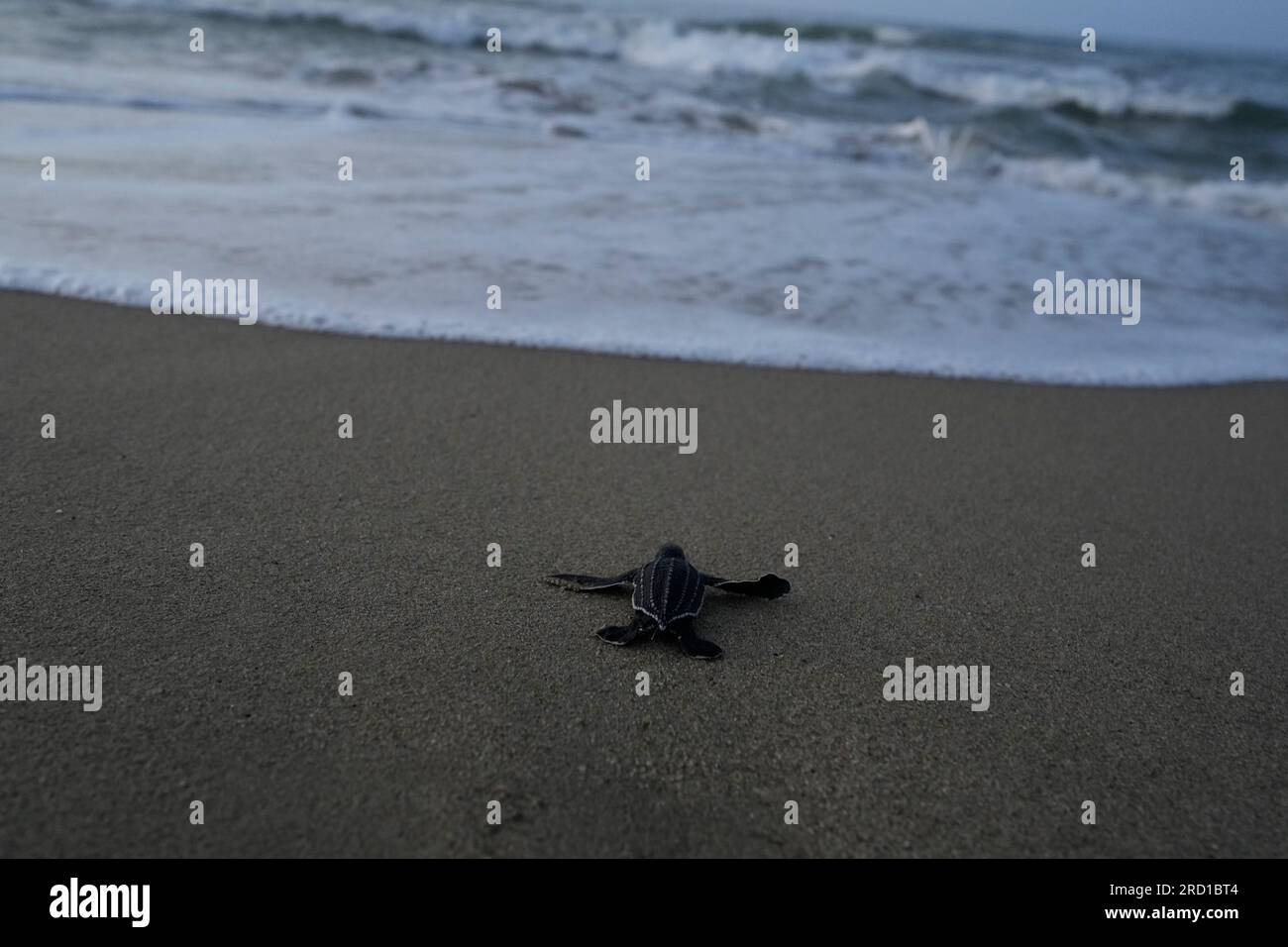 A Cardon (Dermochelys coriacea) sea turtle hatchling heads to the ocean ...