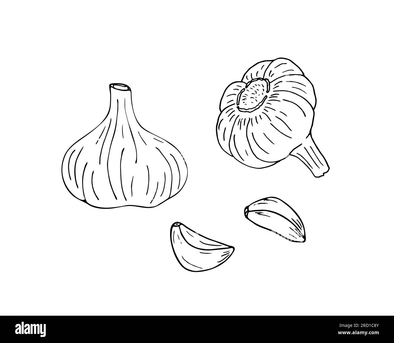 Hand drawn garlic set isolated vector illustration on a white ...